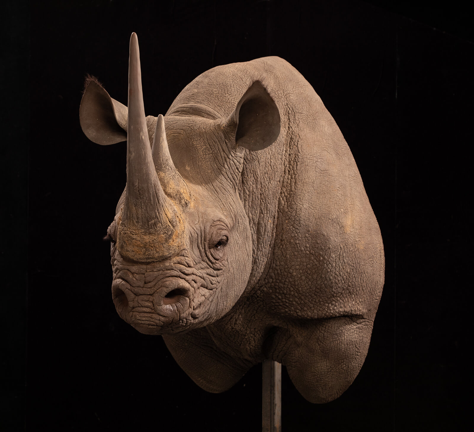 Rhino Replica | Kanati Studio
