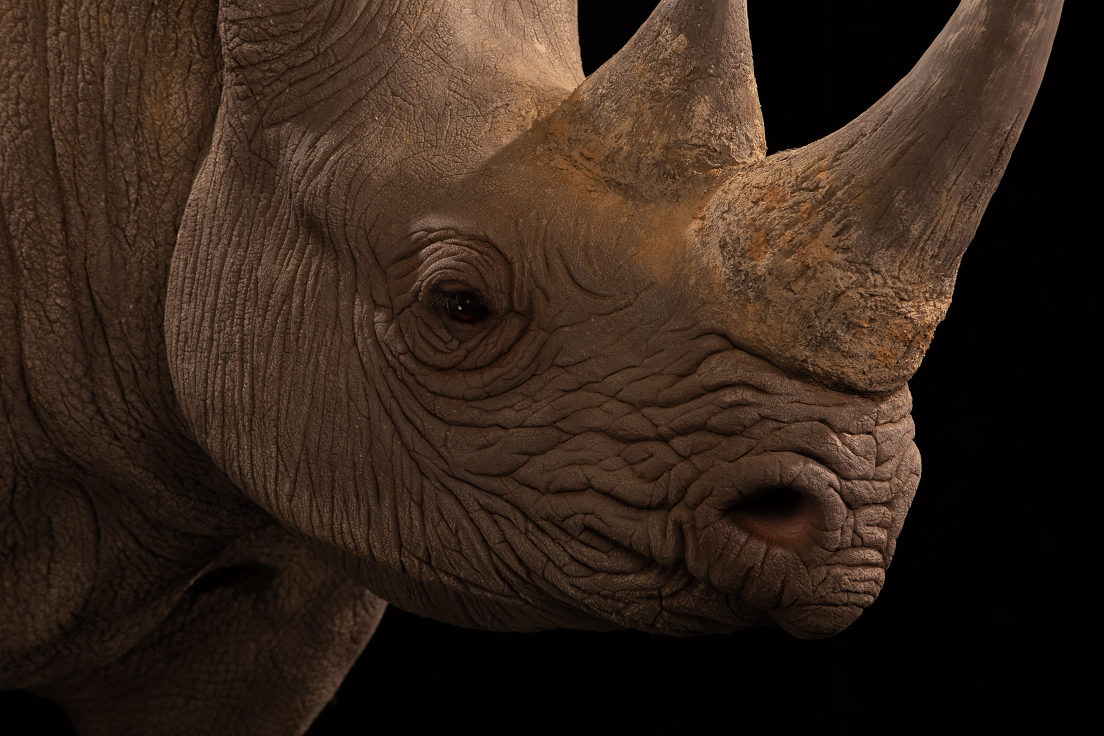 Rhino Replica | Kanati Studio