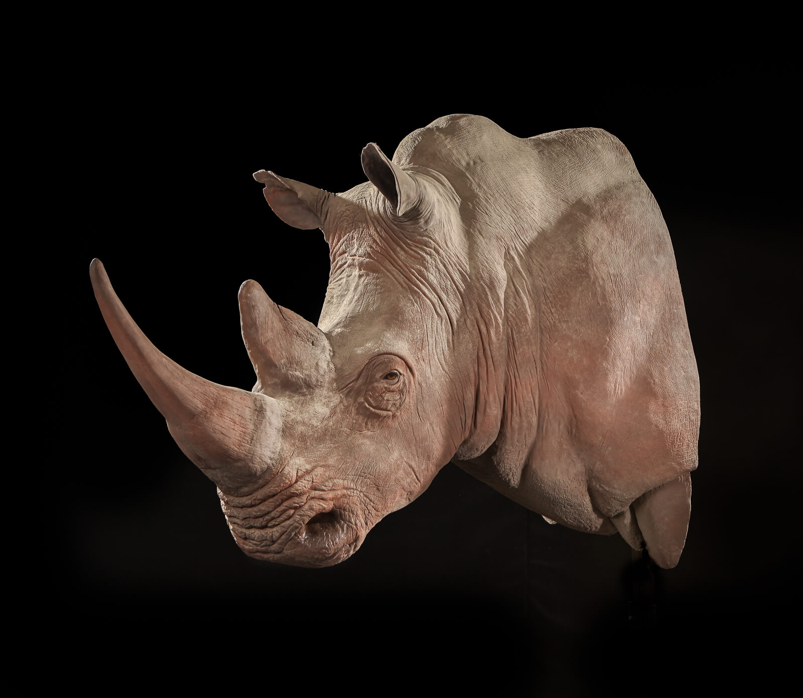 Rhino Replica | Kanati Studio