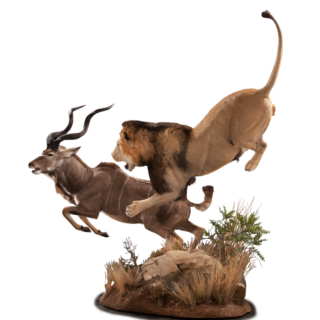 Kudu & Lion KU101 : Our Work | Kanati Studio